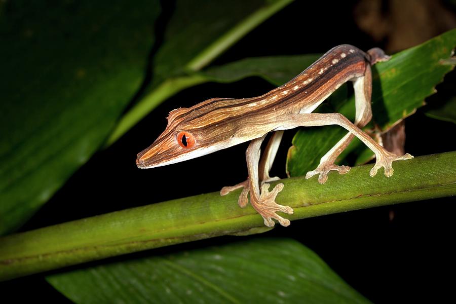 Lined Flat-tail Gecko by Science Photo Library