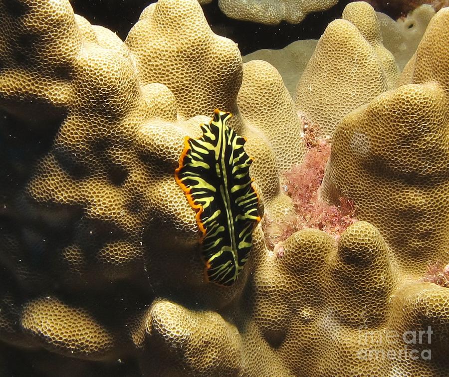 Lined Flatworm Photograph by William Miller - Fine Art America