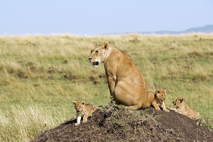 Lion Family Photograph by John Devries/science Photo Library - Fine Art ...