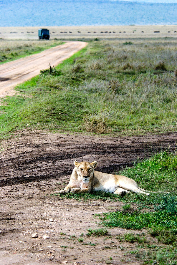 Lion in Wait Photograph by Marc Levine - Fine Art America