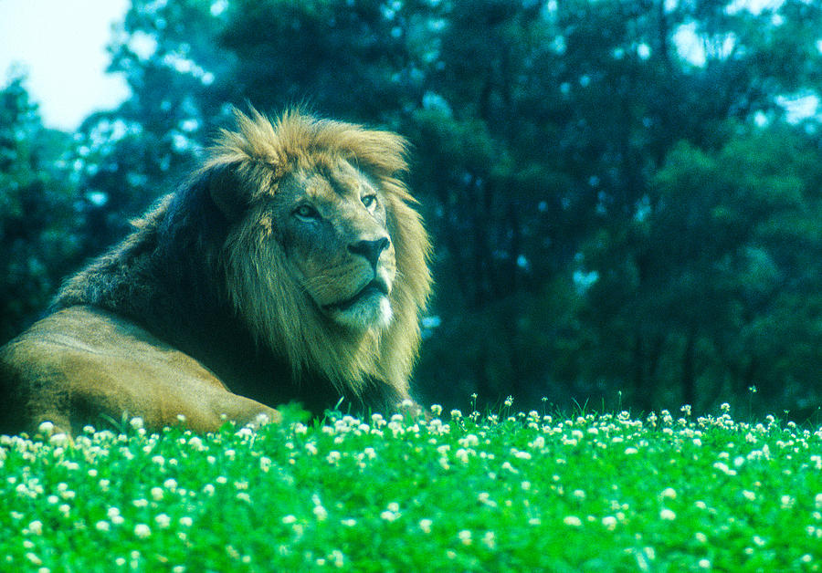 Lion Photograph by Patrick Bourque - Pixels