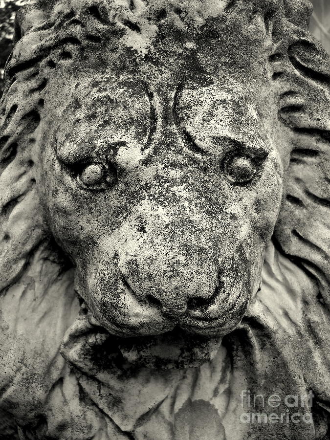 Lion Photograph by Ryan Farley - Fine Art America