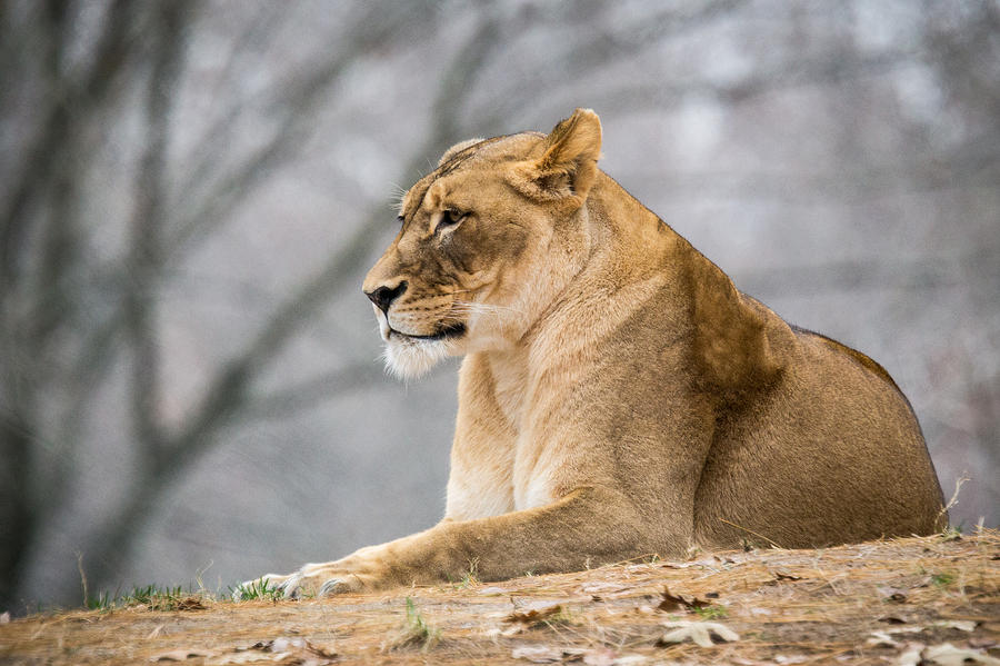 Lioness Photograph by Robert Davis - Fine Art America