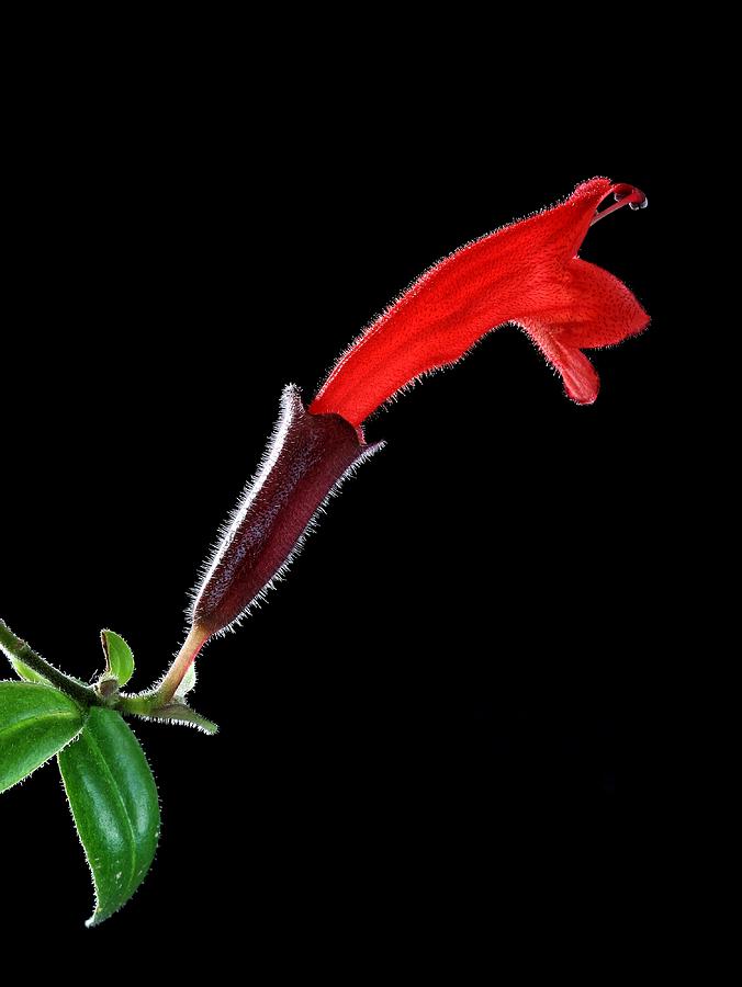 Lipstick Bloom Photograph by Rick Ulmer - Fine Art America