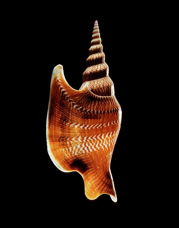 Lister's Conch Shell Photograph by Gilles Mermet - Fine Art America