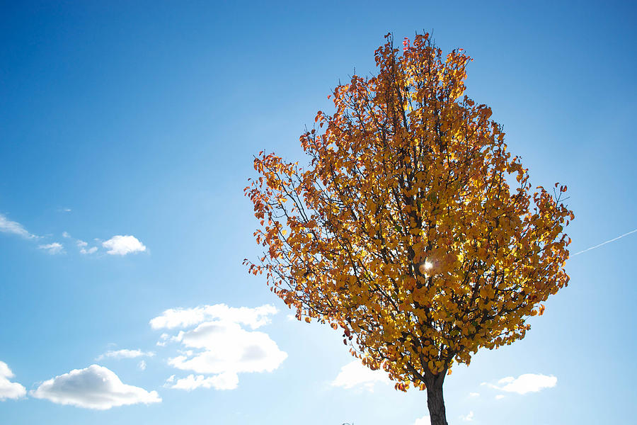 Lit Tree Photograph by Gilberto Ramirez - Fine Art America