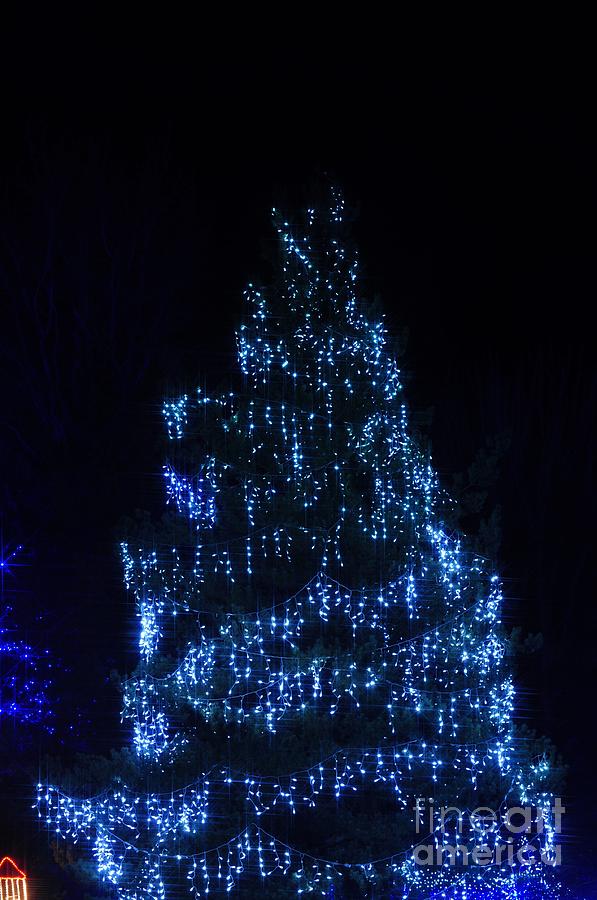 Lit Tree Photograph by Mandy Judson - Pixels