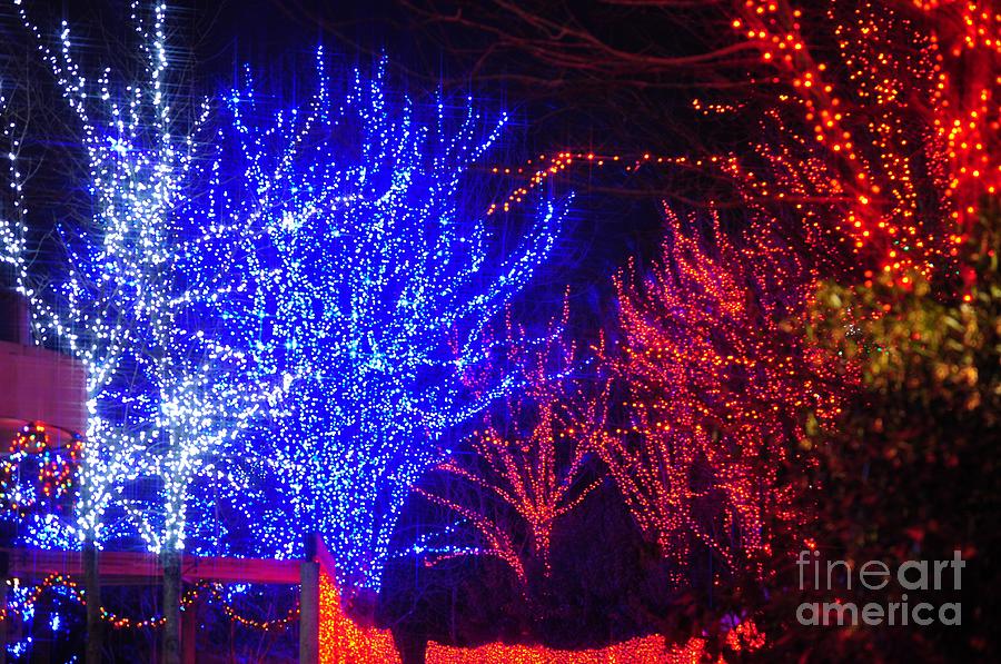 Lit Trees Photograph by M J - Fine Art America