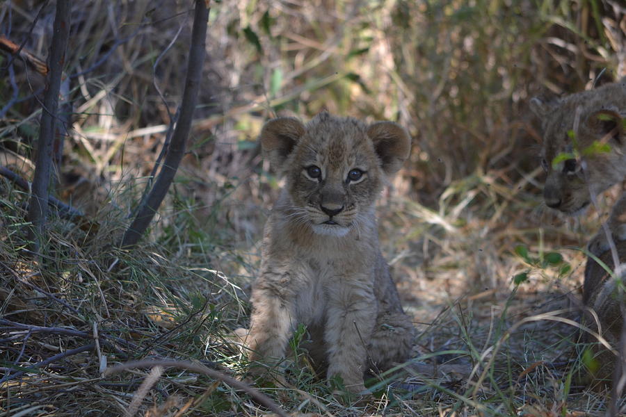 Little Lion Photograph by Ryan Daley - Fine Art America