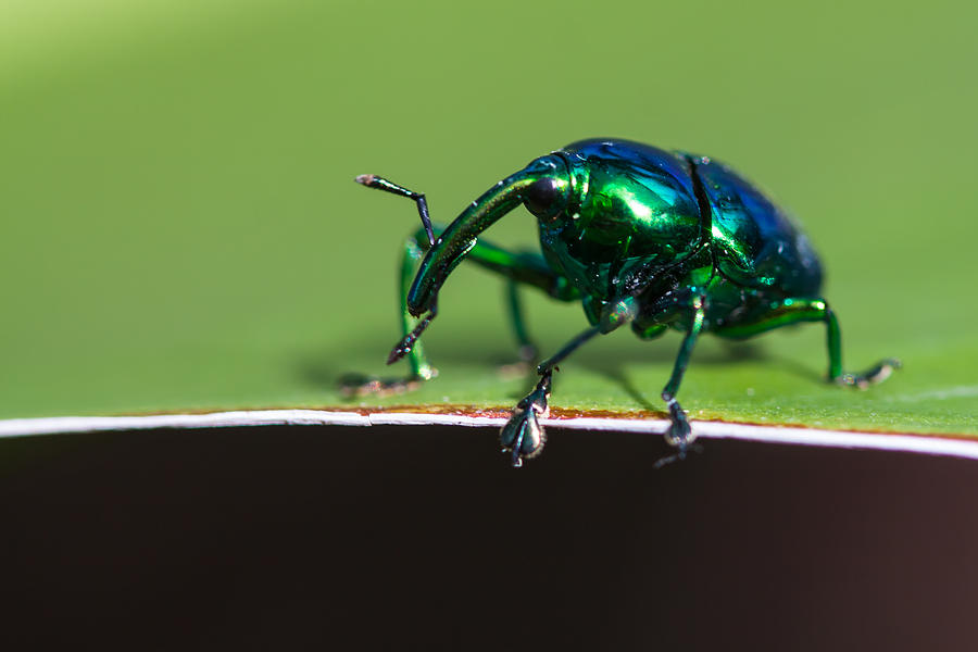Little Shiny Bug Photograph by Craig Lapsley | Fine Art America