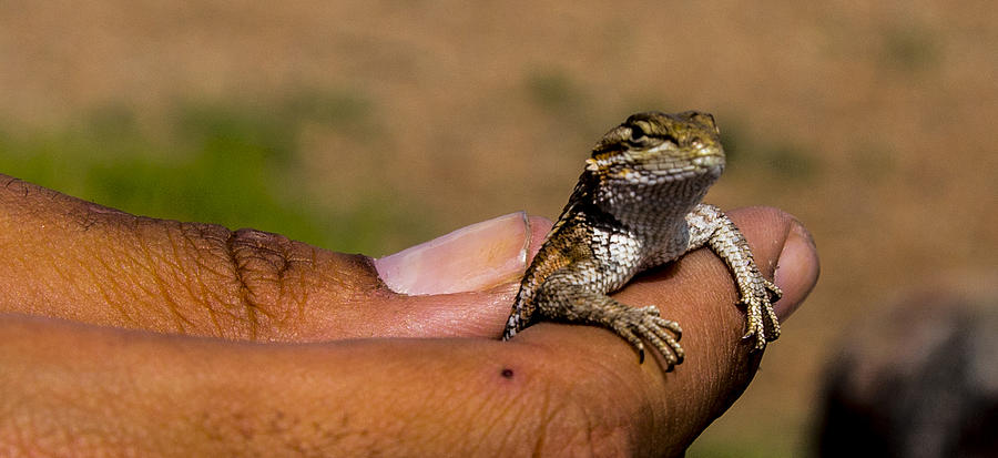 Lizard Photograph by Angus Hooper Iii - Fine Art America