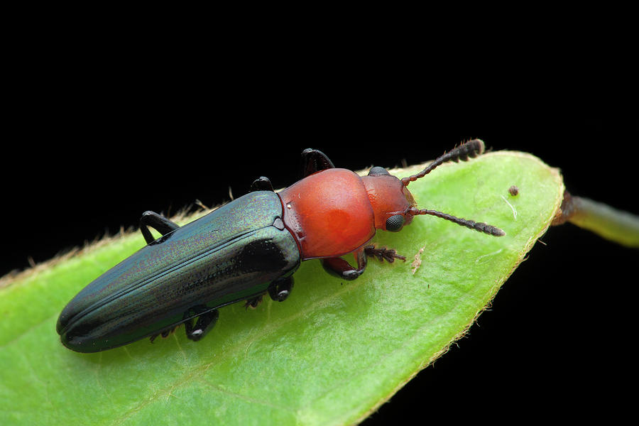 Lizard Beetle On Leaf Photograph by Melvyn Yeo/science Photo Library ...