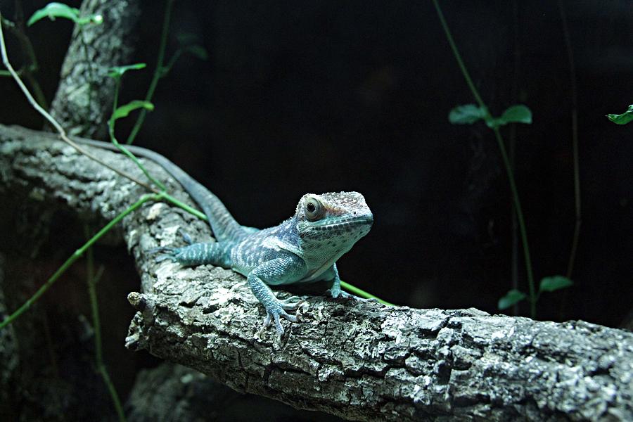 Lizard Photograph by Daniel Overton - Fine Art America