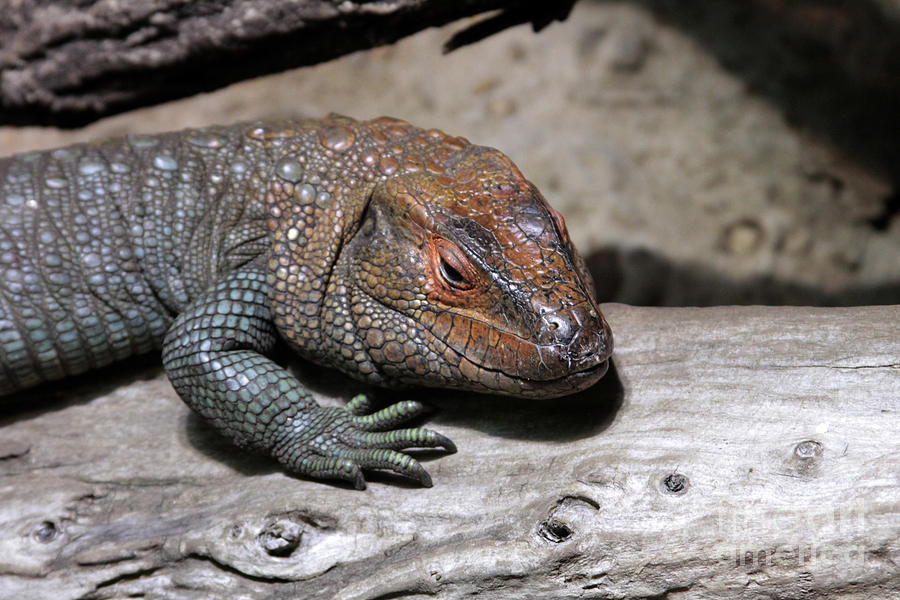 Lizard Photograph by Dwight Cook - Fine Art America