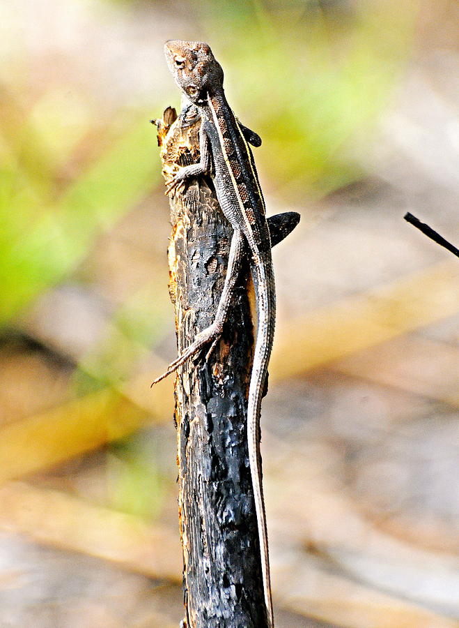 Lizard King Photograph by Casey Herbert - Fine Art America