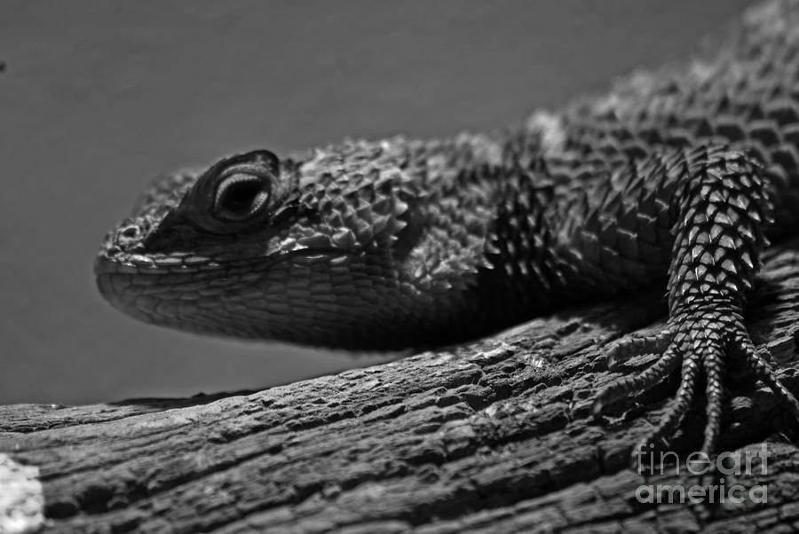 Lizard Photograph by Lee Ashman - Pixels