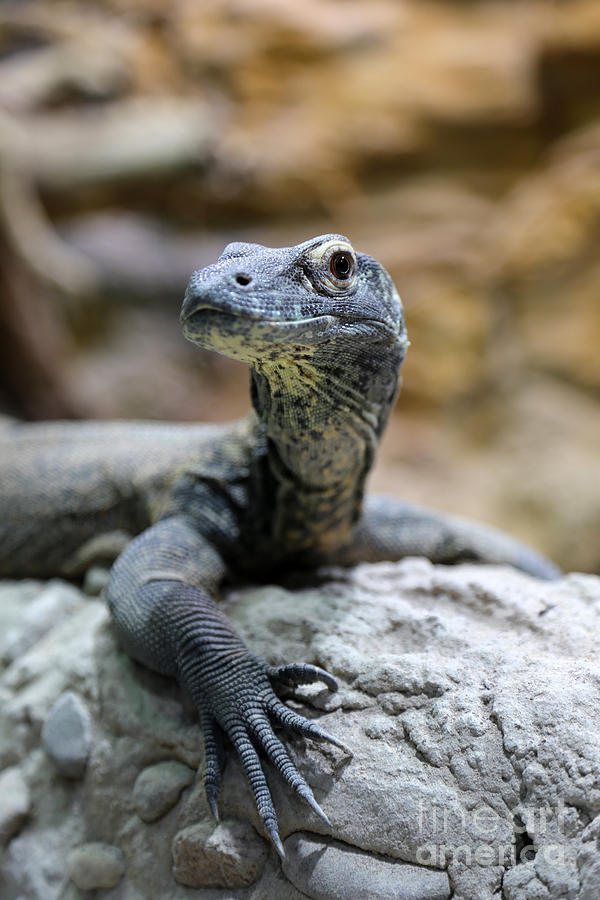 Lizard looking Photograph by Dwight Cook - Fine Art America