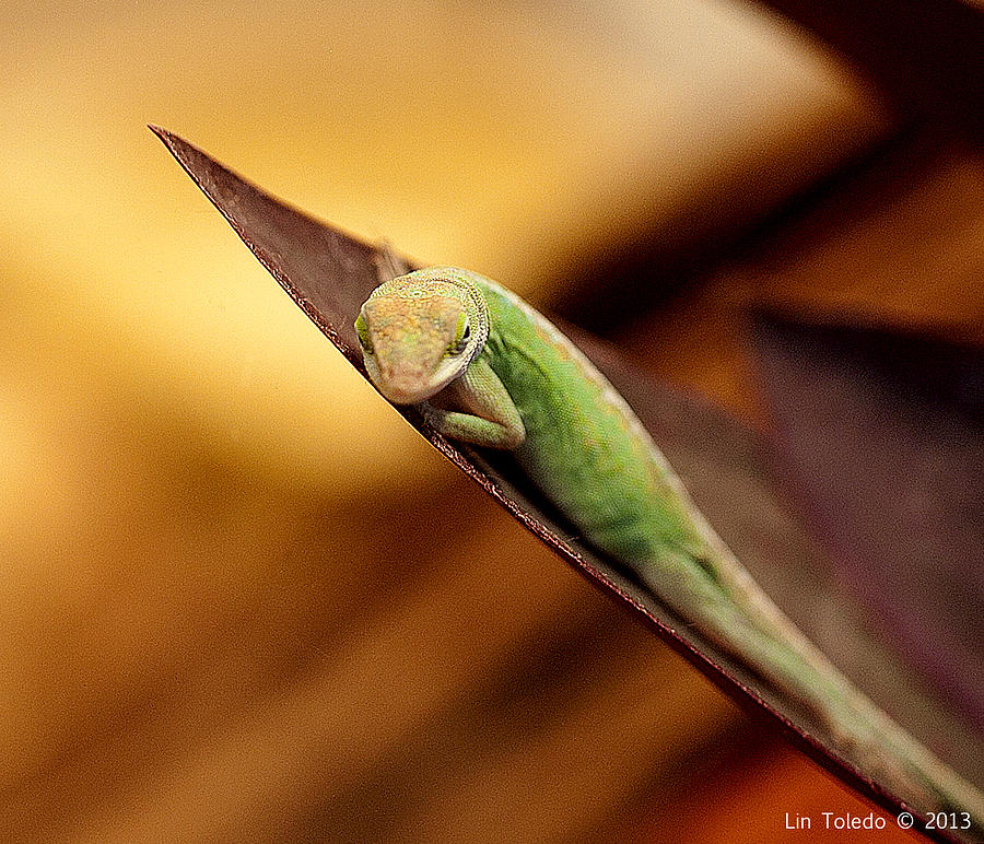 Lizard Lounging Photograph by Linda Leeming - Fine Art America