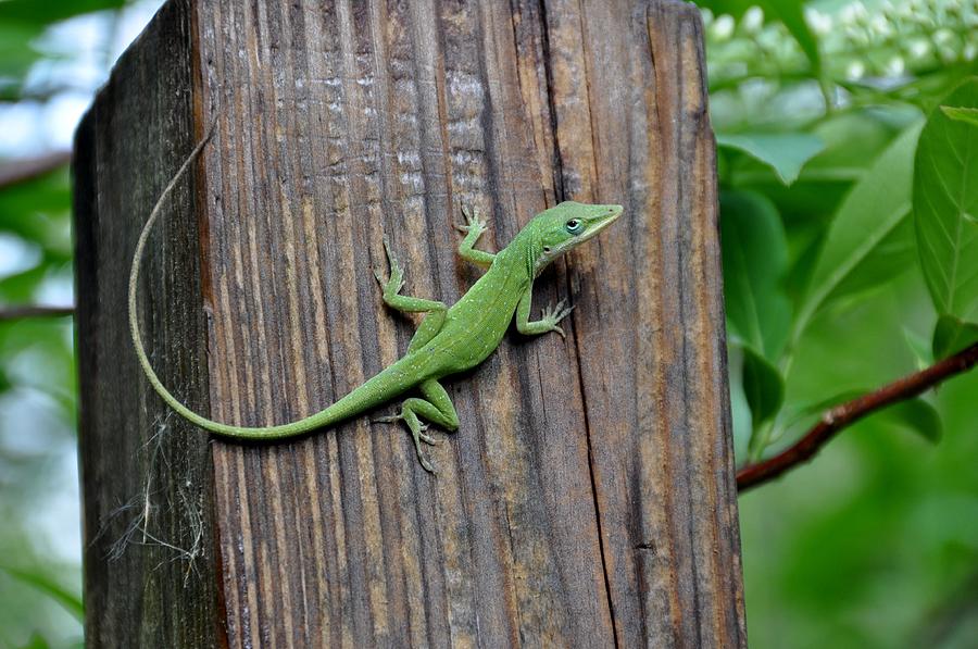 Lizard Model Photograph by Brittany Moore | Pixels