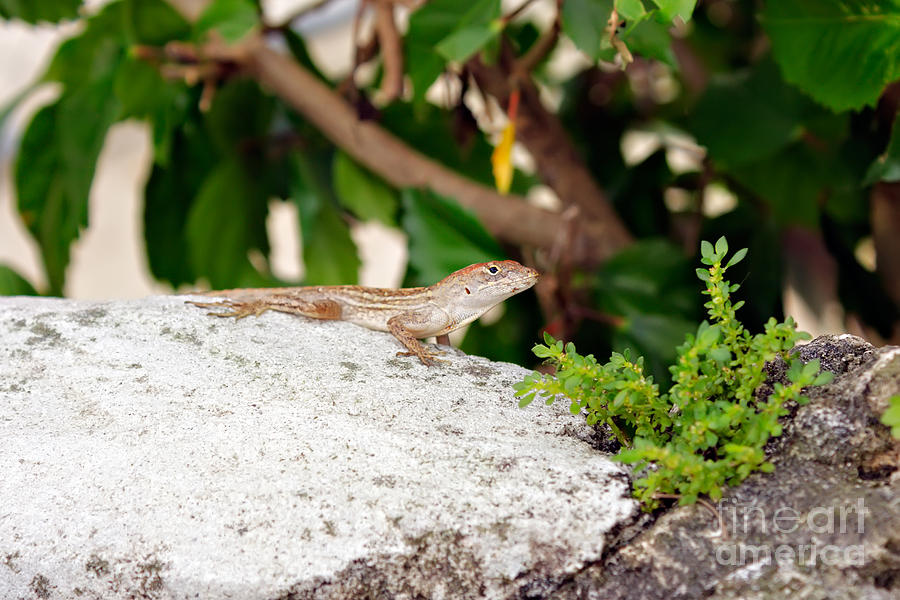 Lizard on a rock Photograph by Rostislav Bychkov - Fine Art America
