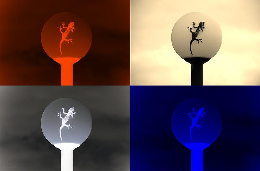Lizard Orbs Photograph by Rob Hans - Fine Art America