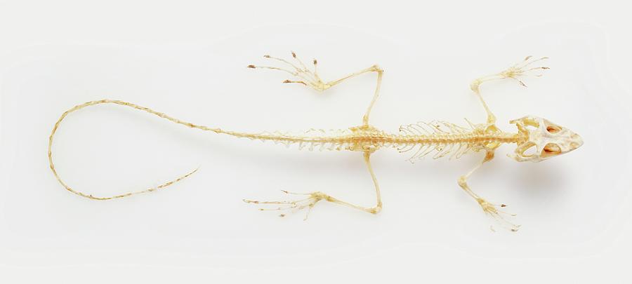 Lizard Skeleton Photograph by Dorling Kindersley/uig