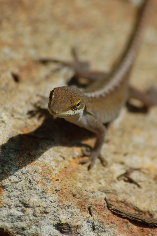 Lizzard Photograph by Jonathan Neeley - Pixels