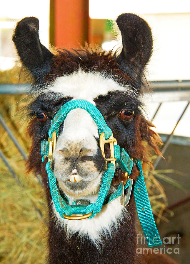 Llama Photograph by Millard H. Sharp - Fine Art America
