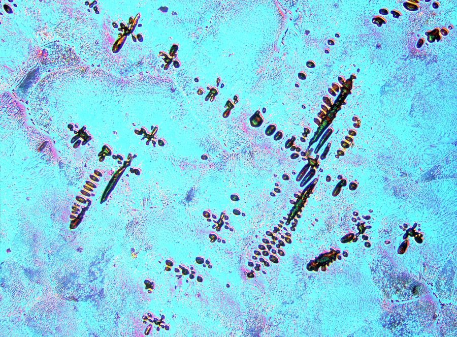 Lm Of Copper Photograph by Astrid & Hanns-frieder Michler/science Photo Library | Fine Art America