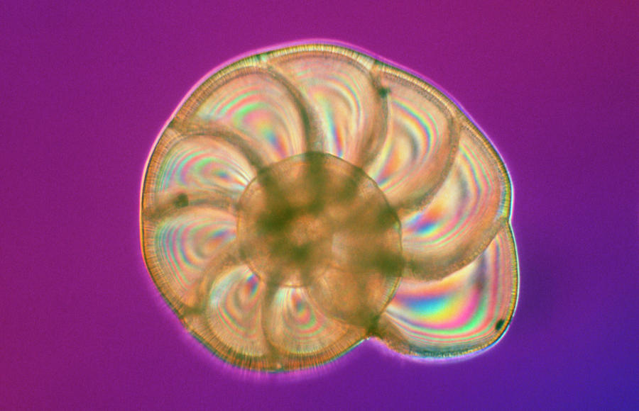 Lm Of The Foraminiferan Photograph by Astrid & Hanns-frieder Michler/science Photo Library | Pixels