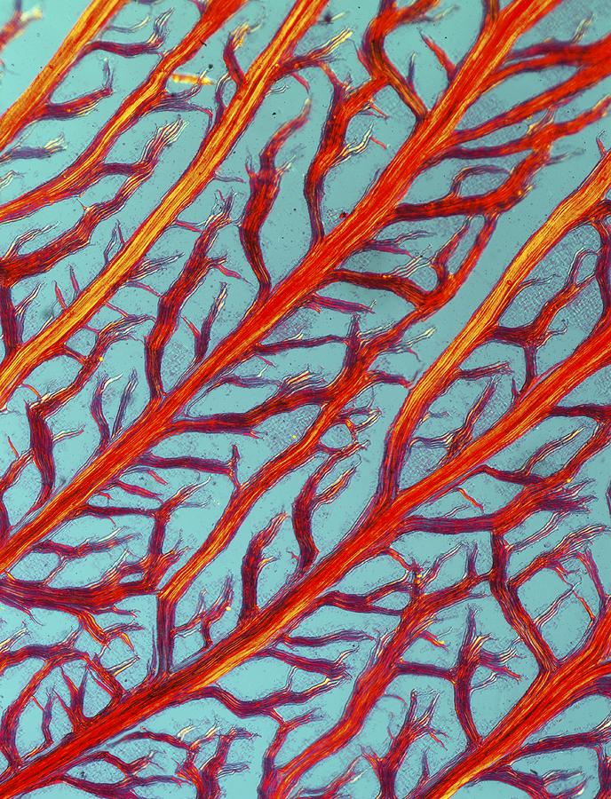 LM of the red algae, Plumaria elegans Photograph by Science Photo ... LM of the red algae, Plumaria elegans Photograph by Science Photo ...