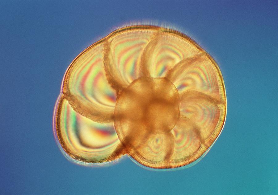 Lm Of The Shell Of A Nonionina Depressula Photograph by Astrid & Hanns-frieder Michler/science ...