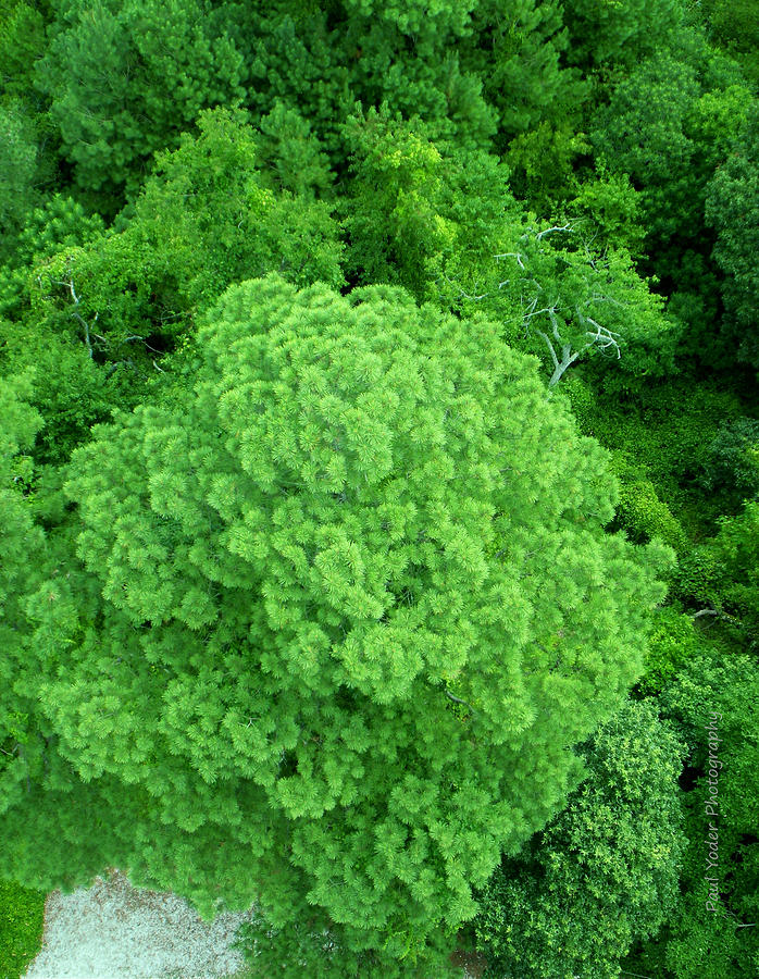 Loblolly Pine Top Photograph by Paul Yoder - Fine Art America