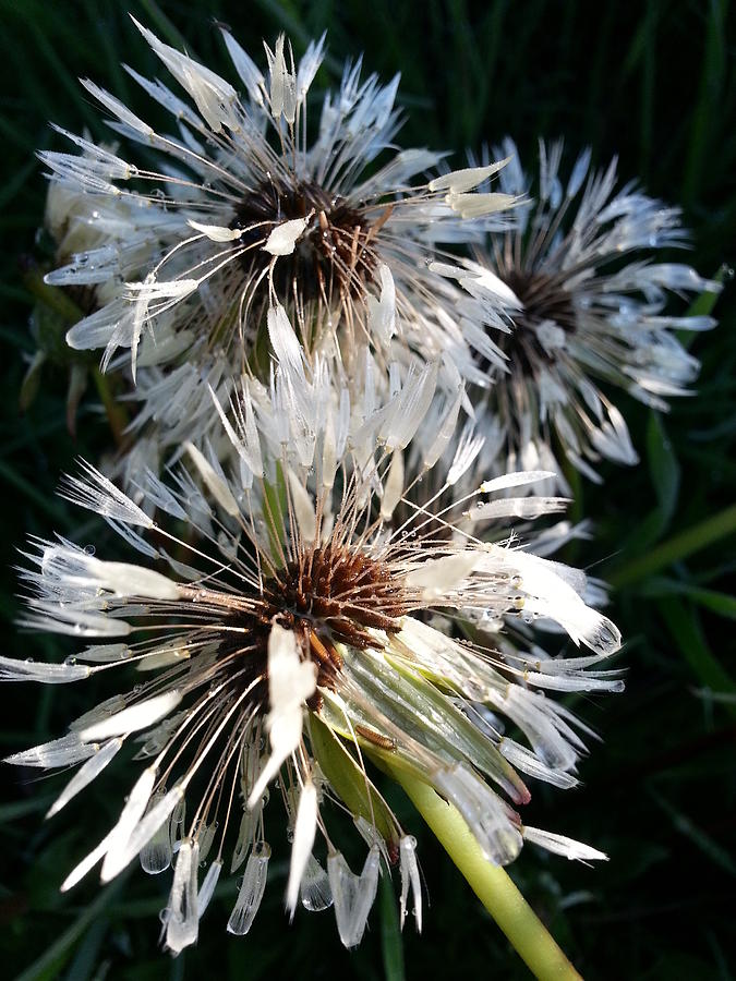 Local Weeds Photograph By Melissa Sink Pixels