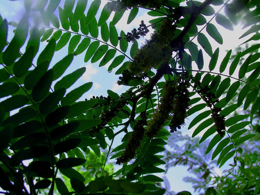 Locust Tree Photograph by Mark Malitz - Fine Art America