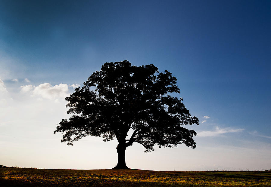 Locust Tree Photograph by Michael McCarn - Fine Art America