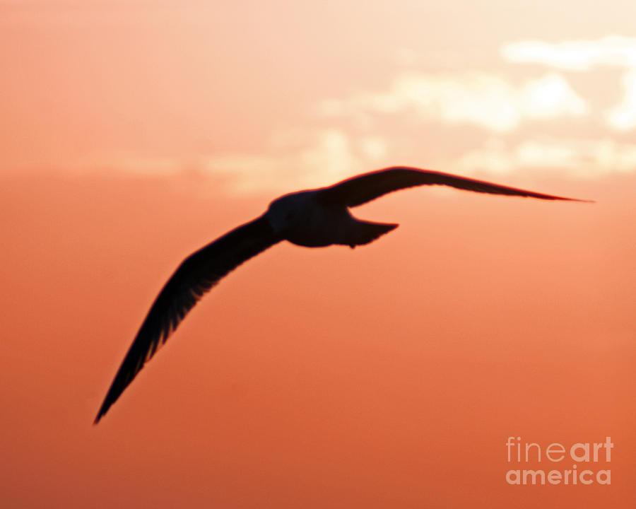 Lofty Photograph by Joe Geraci - Fine Art America