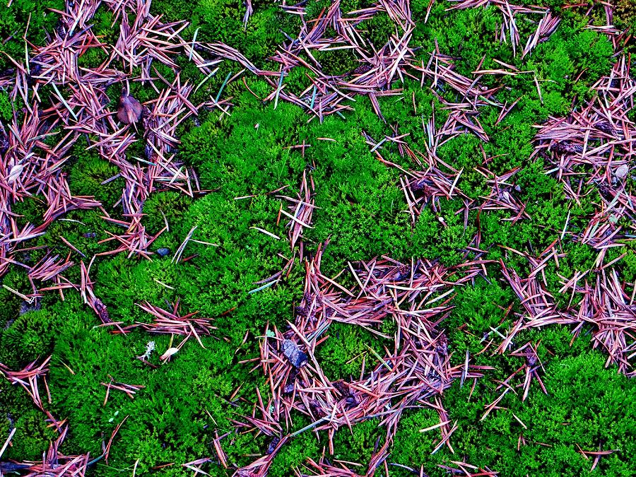 Log Jam Photograph by Forrest Munger - Fine Art America