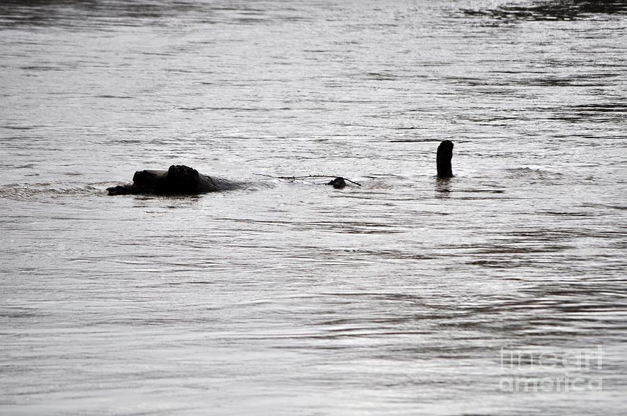 Log Ness Monster Photograph by Mandy Judson - Pixels