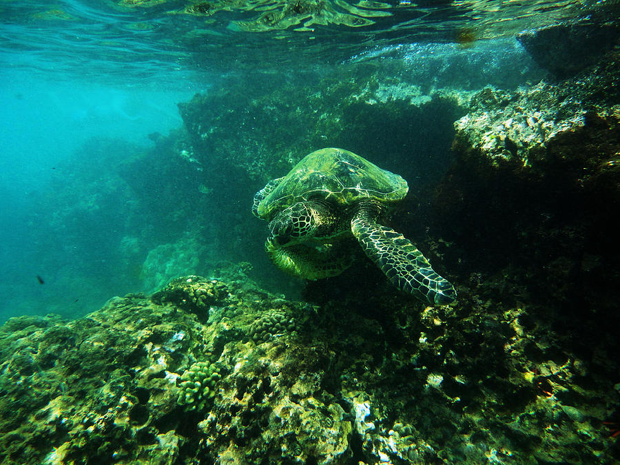 Loggerhead 3 Photograph by Catherine Rogers - Fine Art America