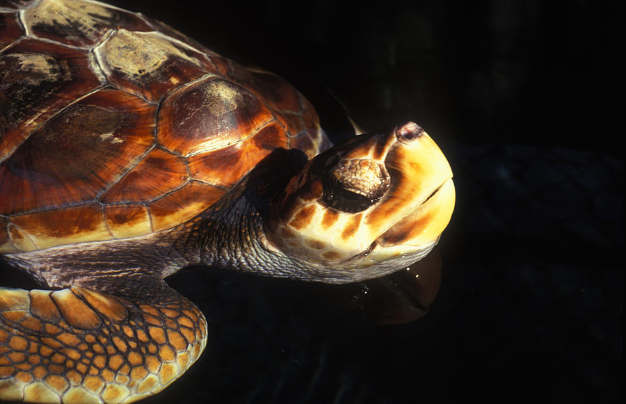 Loggerhead Sea Turtle Photograph by Greg Ochocki | Fine Art America
