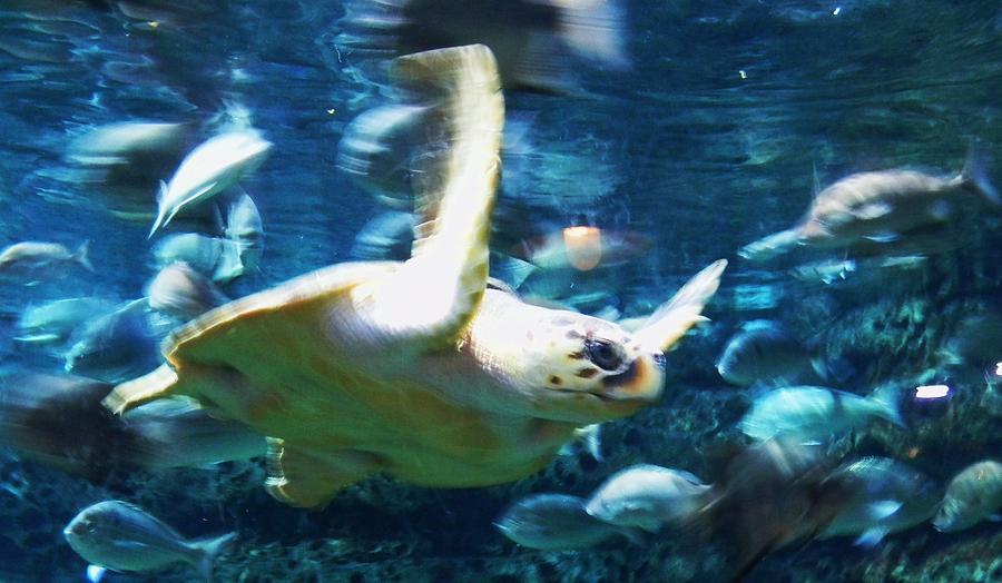 Loggerhead Sea Turtle Photograph by Nida Chioco - Fine Art America