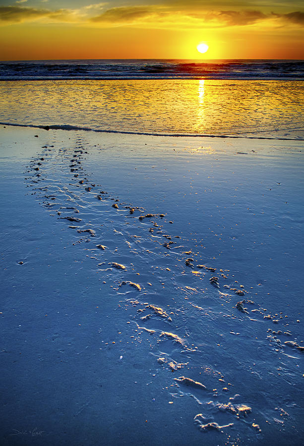 Loggerhead Turtle Tracks Photograph by Debi and Grant McManus - Pixels