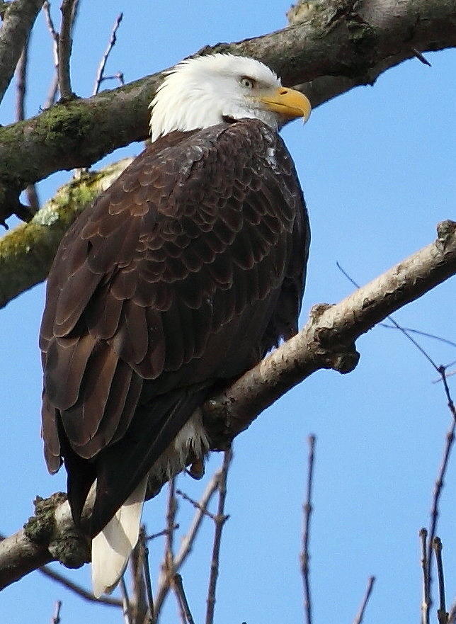 Lone Eagle Photograph by David Rosenthal - Fine Art America