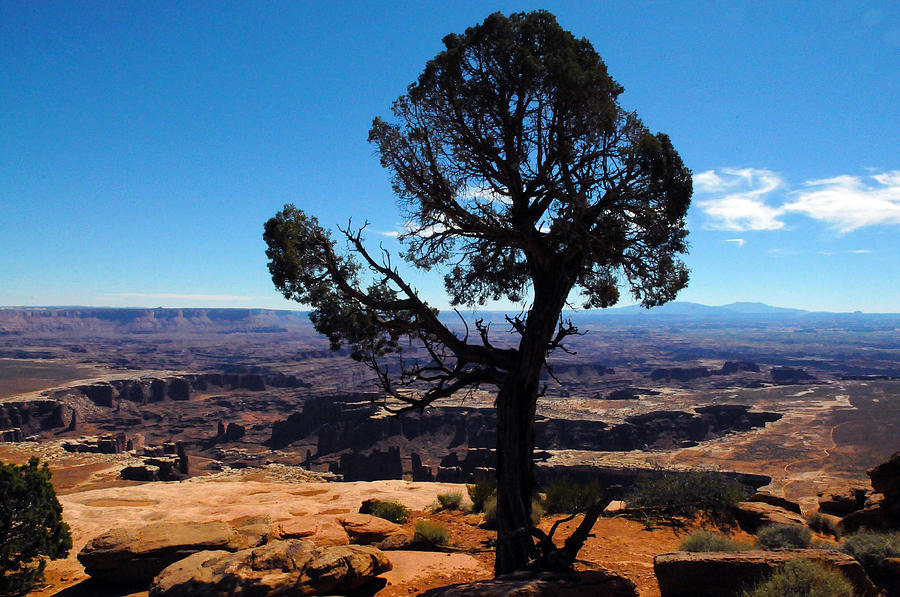 Lone Juniper Photograph by Peter Tyson - Fine Art America