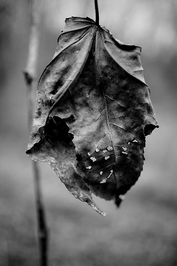Lone Leaf in Winter Photograph by Beth Akerman - Fine Art America