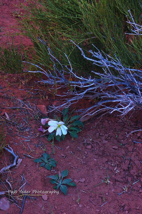 Lone Primrose Photograph by Paul Yoder - Fine Art America
