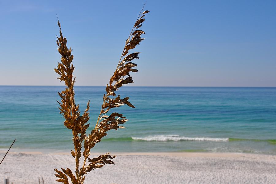 Lone Seagrass Photograph by Barbara Stellwagen - Fine Art America