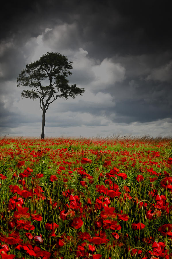 Lone Tree Photograph by Graeme Rowe - Pixels