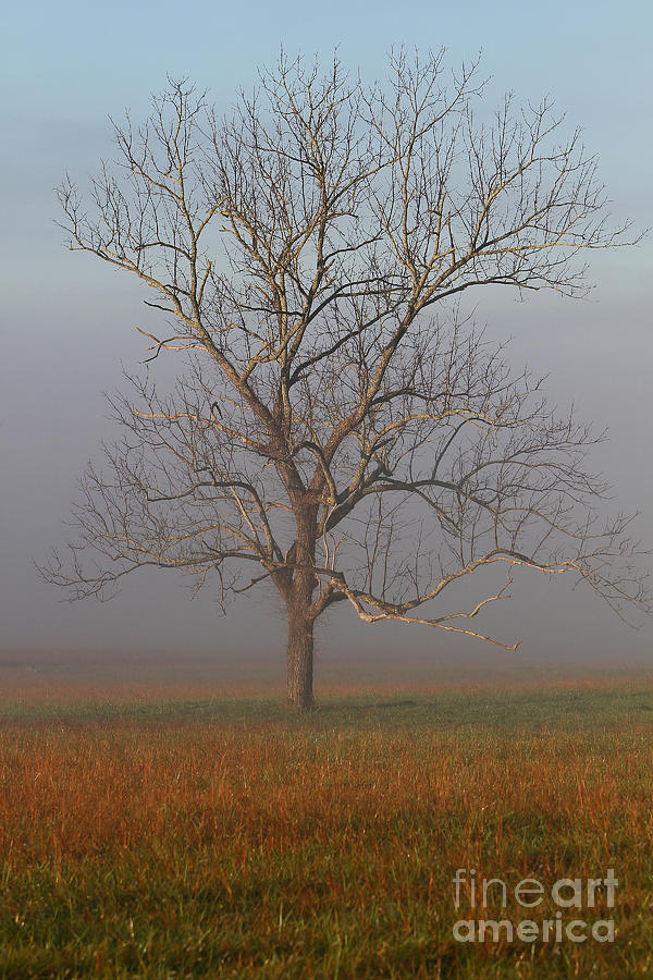 Lone Tree Photograph by J Michael Johnson Photography - Fine Art America